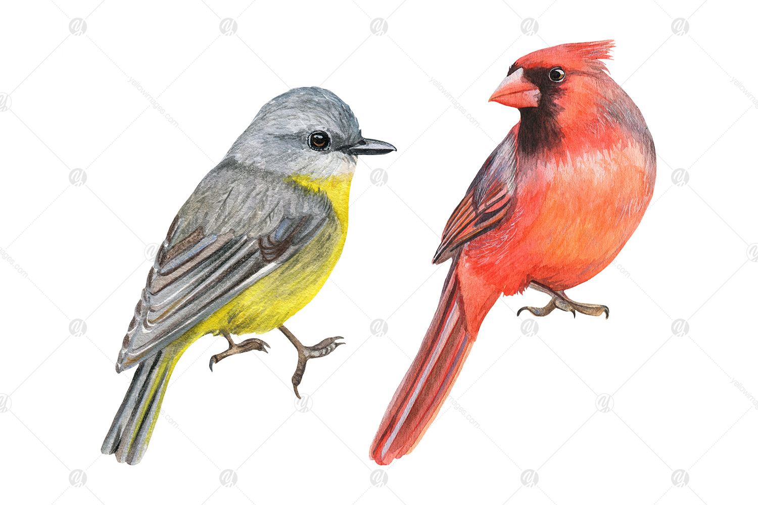 Watercolor realistic American small birds clipart set on Yellow Images ...